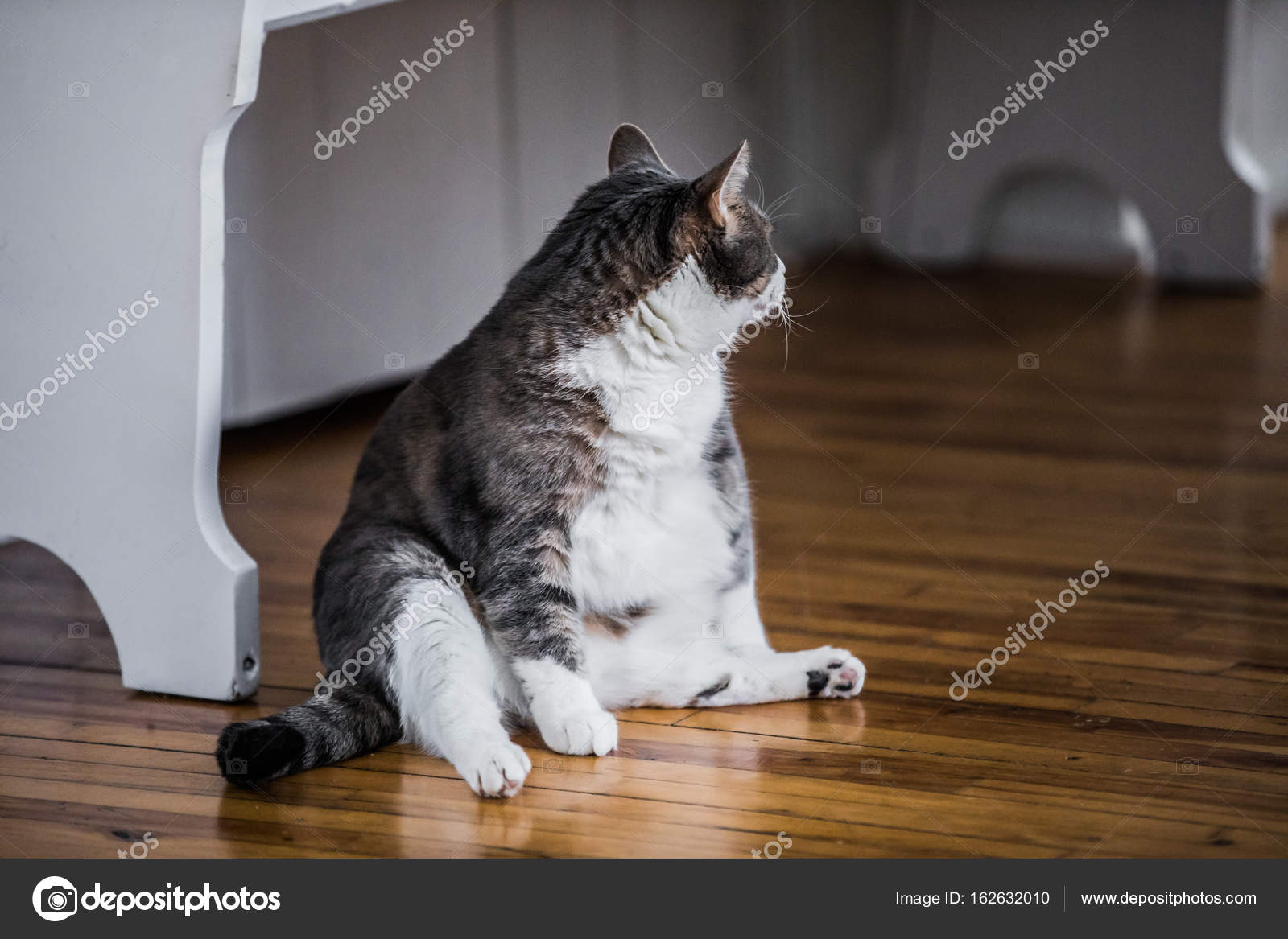 Funny Fat Cats With Captions