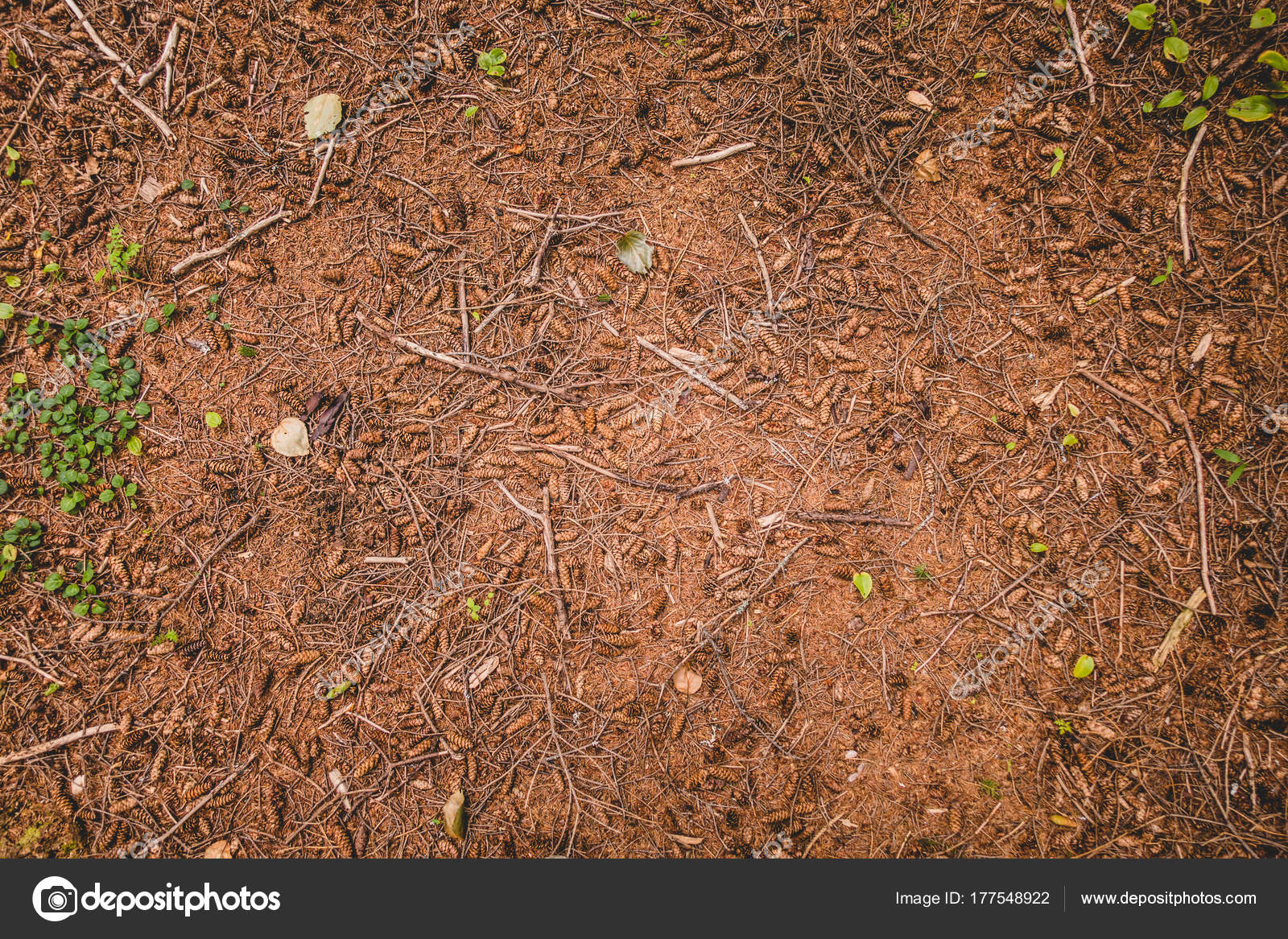 Dry Ground Texture Evergreen Forest Covered Spruce Stock Photo by ©aetb ...