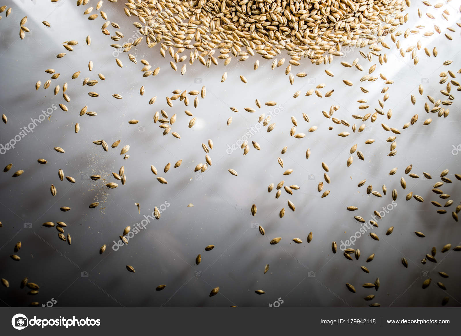Pilsner Malt Beer Grain Heap White Reflective Table Studio Stock Photo ...