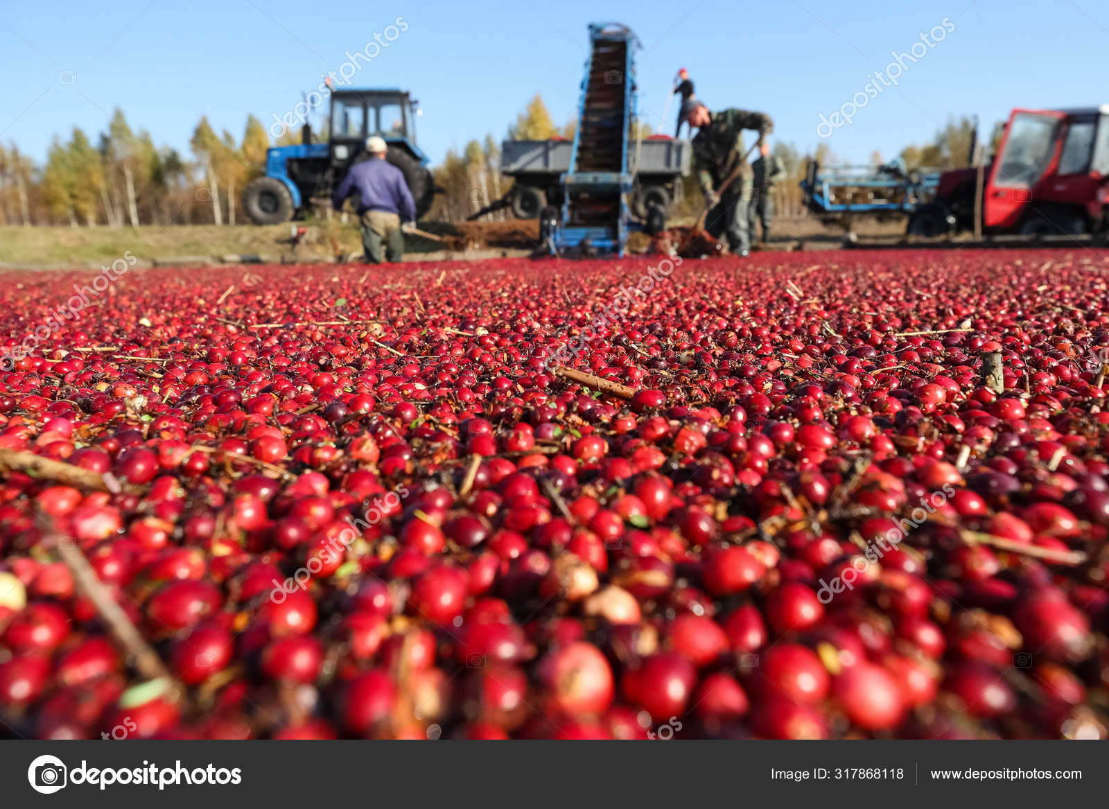 Cranberries Floating Water Background Working Farmers Stock Photo by ...