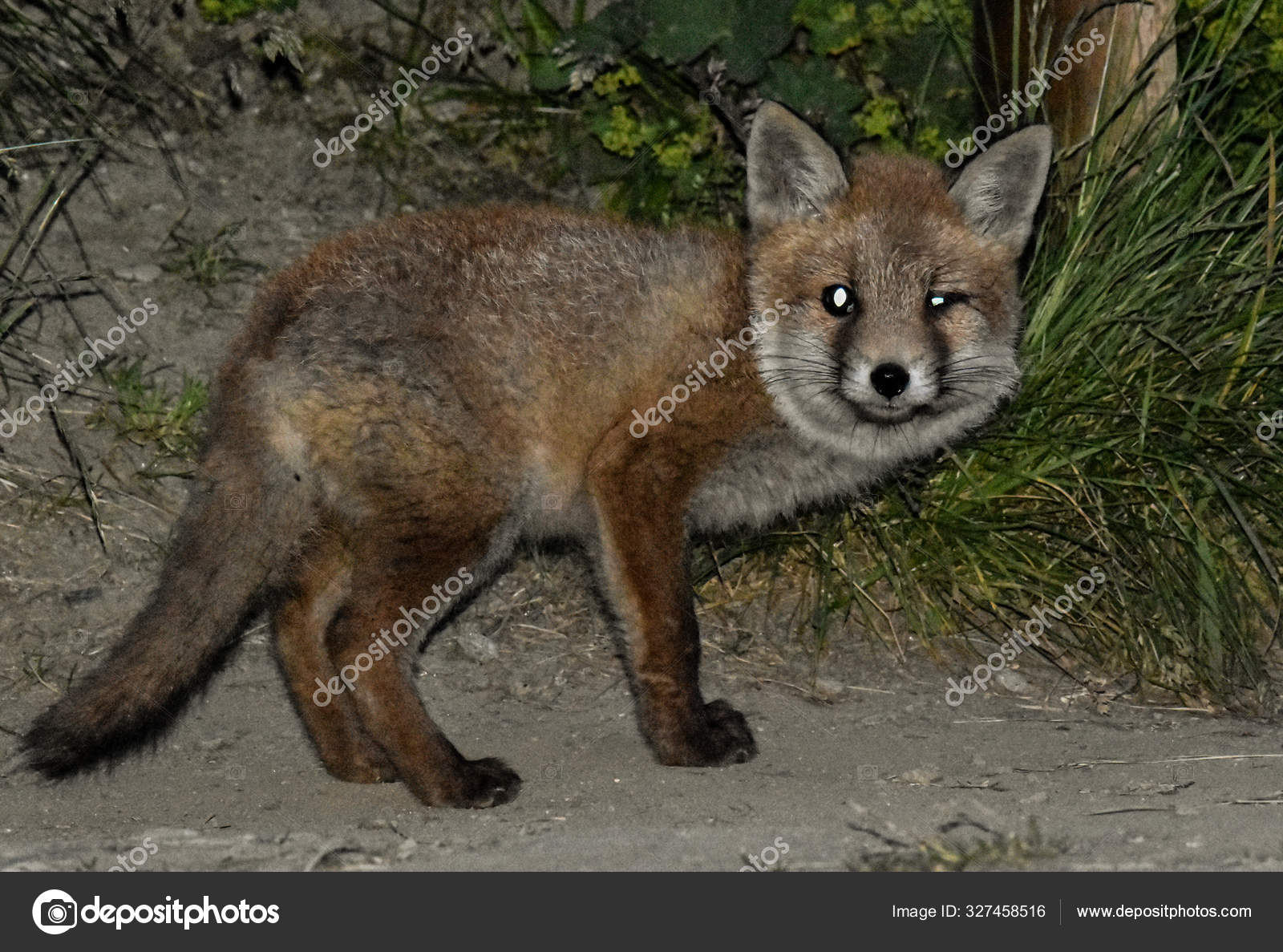 A Wild Fox Outside the House Lying Under a Bush. — Stock Photo ...