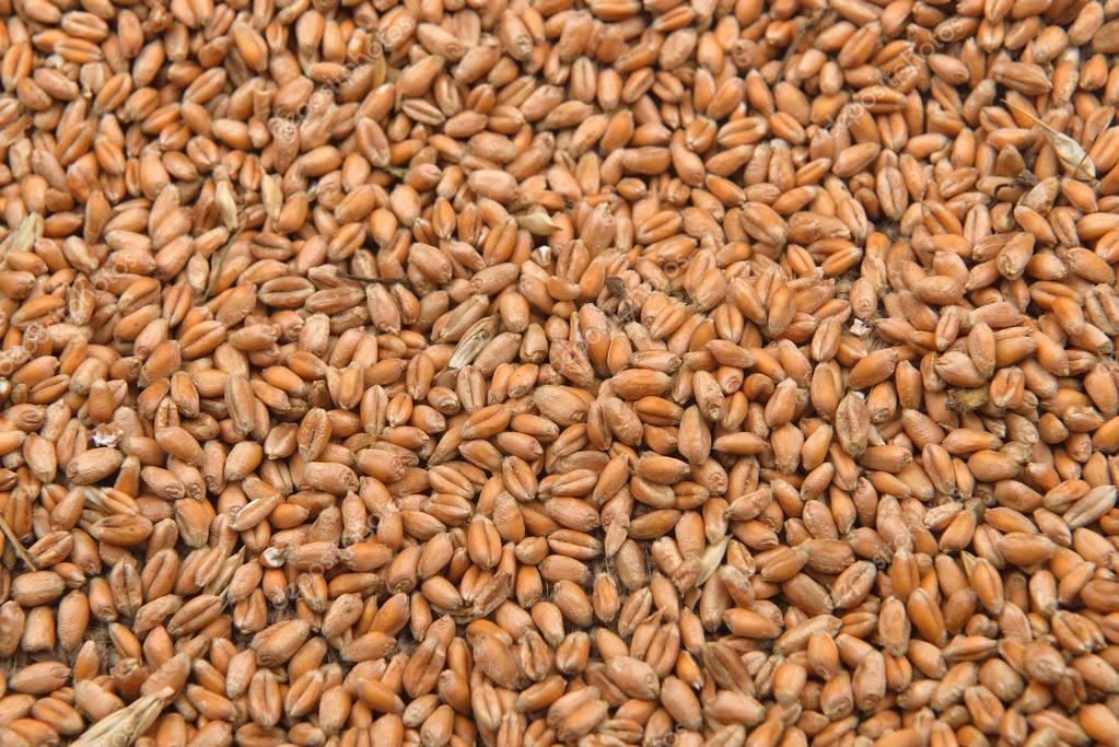 granos de trigo seco utilizados como fondo. Textura 2022
