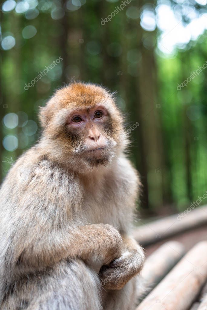 retrato de mono macaco con fondo de selva tropical primer plano ...