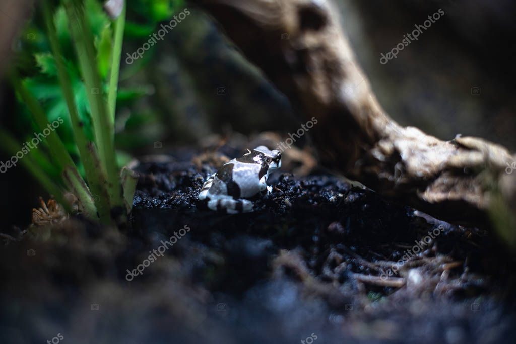 El veneno azul y negro oscuro rana Dendrobates auratus espacio de ...
