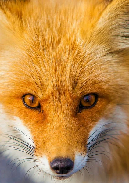 The face of the red fox is very close-up - Stock Image - Everypixel