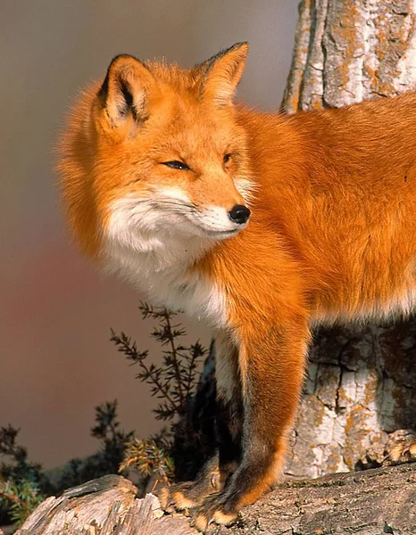 Red fox — Stock Photo © martin33 #21767387