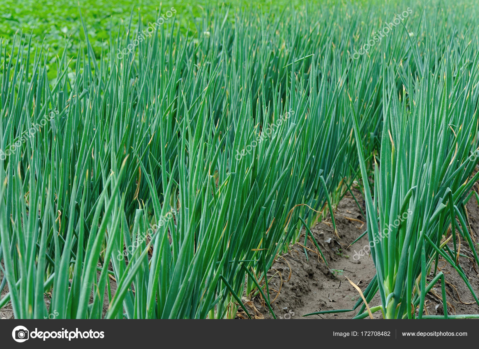 Repollo chino y cultivos de cebolla: fotografía de stock © lzf ...