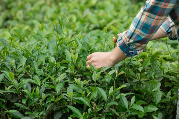 Farmer hands picking tea leaves on farm in spring - Stock Image ...