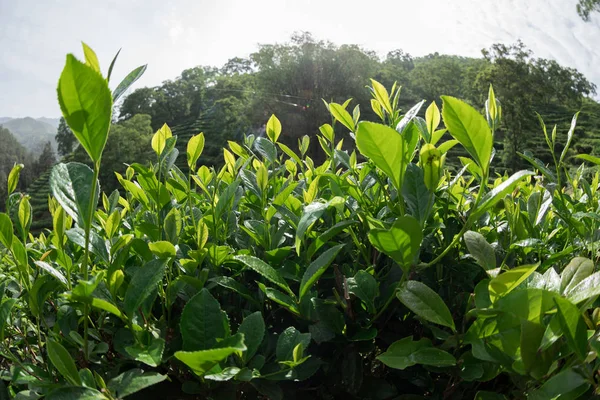Growing green tea plants in spring mountains - Stock Image - Everypixel
