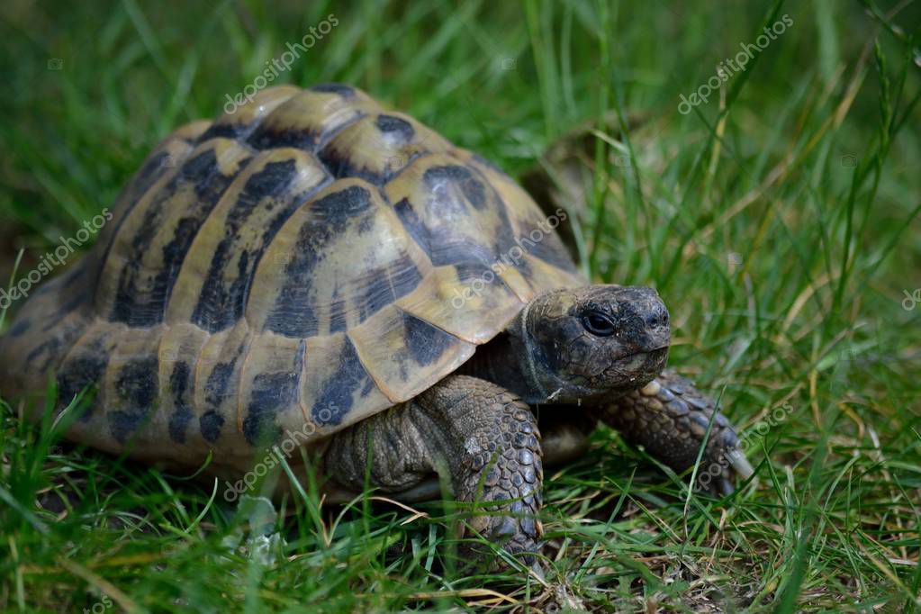 Tortuga terrestre griega - de cerca 2022