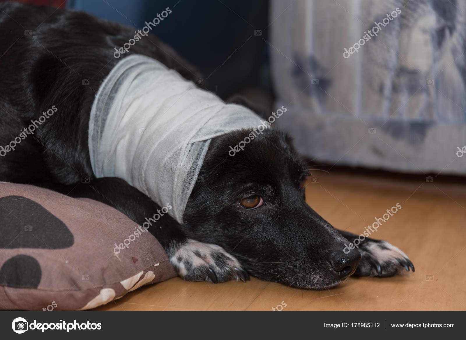 Bandaged dog with head injury — Stock Photo © alho007 #178985112