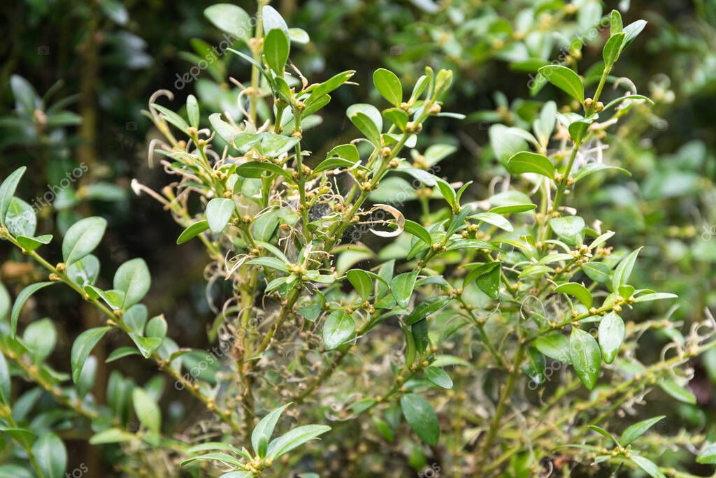 En la madera de boj el barrenador de boj plaga come el arbusto desnudo 2022