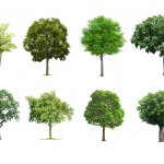 Three beautiful tree isolated Stock Photo by ©majaFOTO 3165051