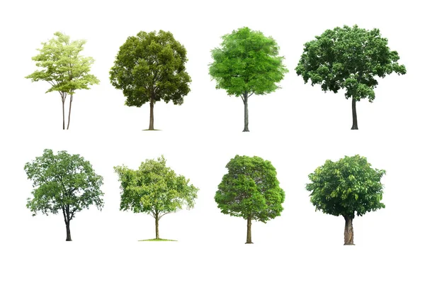 Tree Stock Photos, Royalty Free Tree Images | Depositphotos