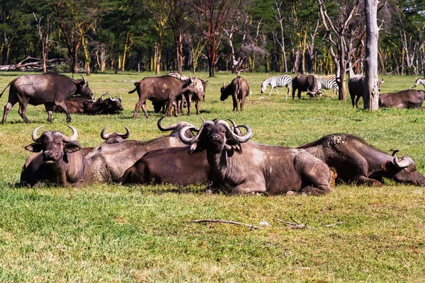 Free Bull Images & Videos | Download on Depositphotos