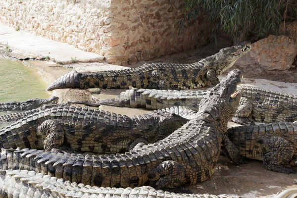 Queue de crocodile Stock Photos, Royalty Free Queue de crocodile Images ...