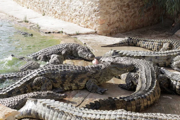 Family of real crocodiles Stock Photos, Royalty Free Family of real ...