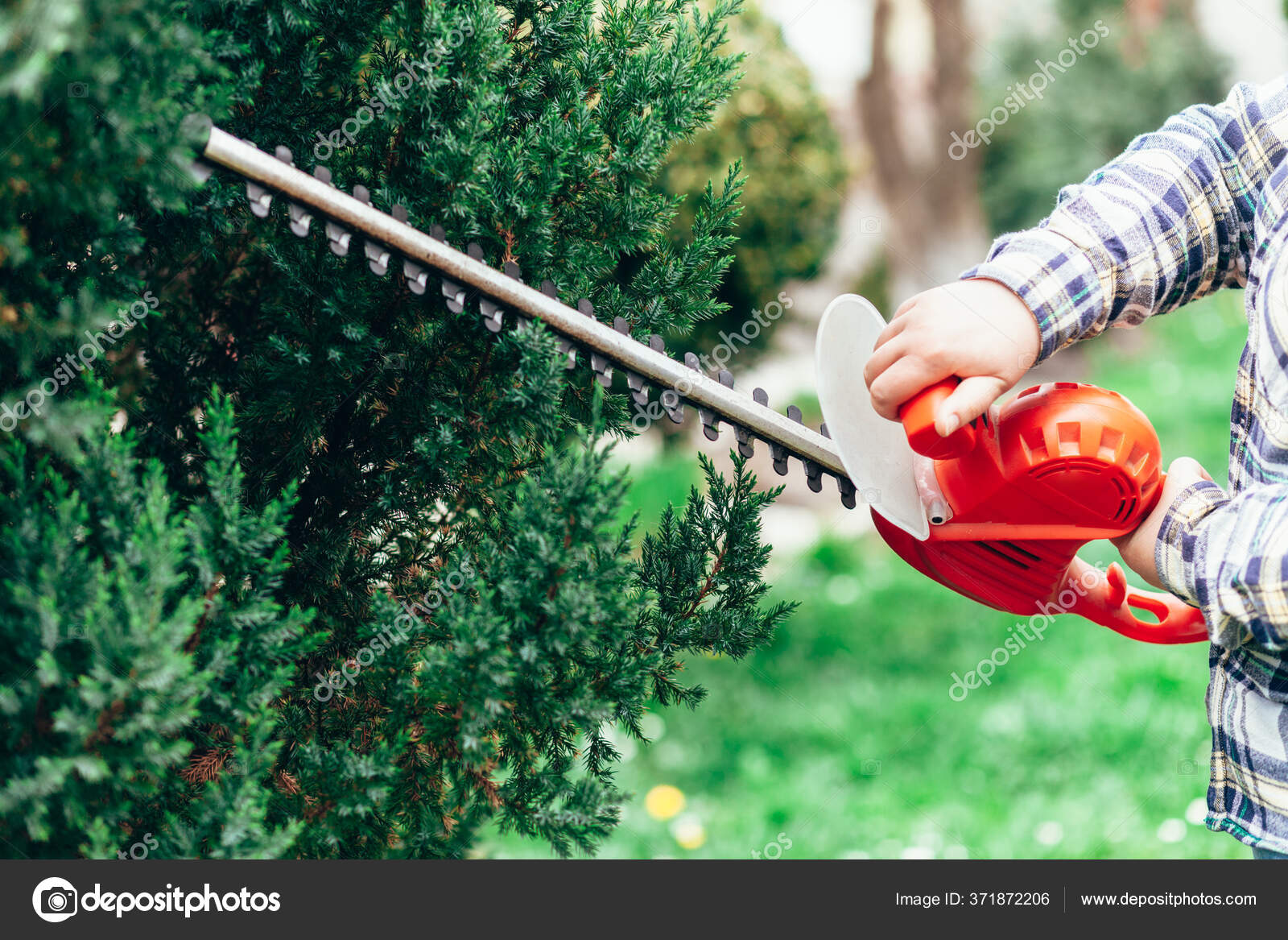 Mann Skjærer Kvige Med Elektrisk Trimmer – stockfoto © borodai.andrii ...