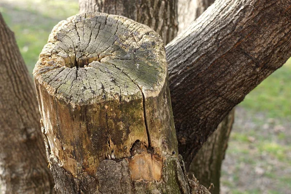 Black rot disease Stock Photos, Royalty Free Black rot disease Images ...