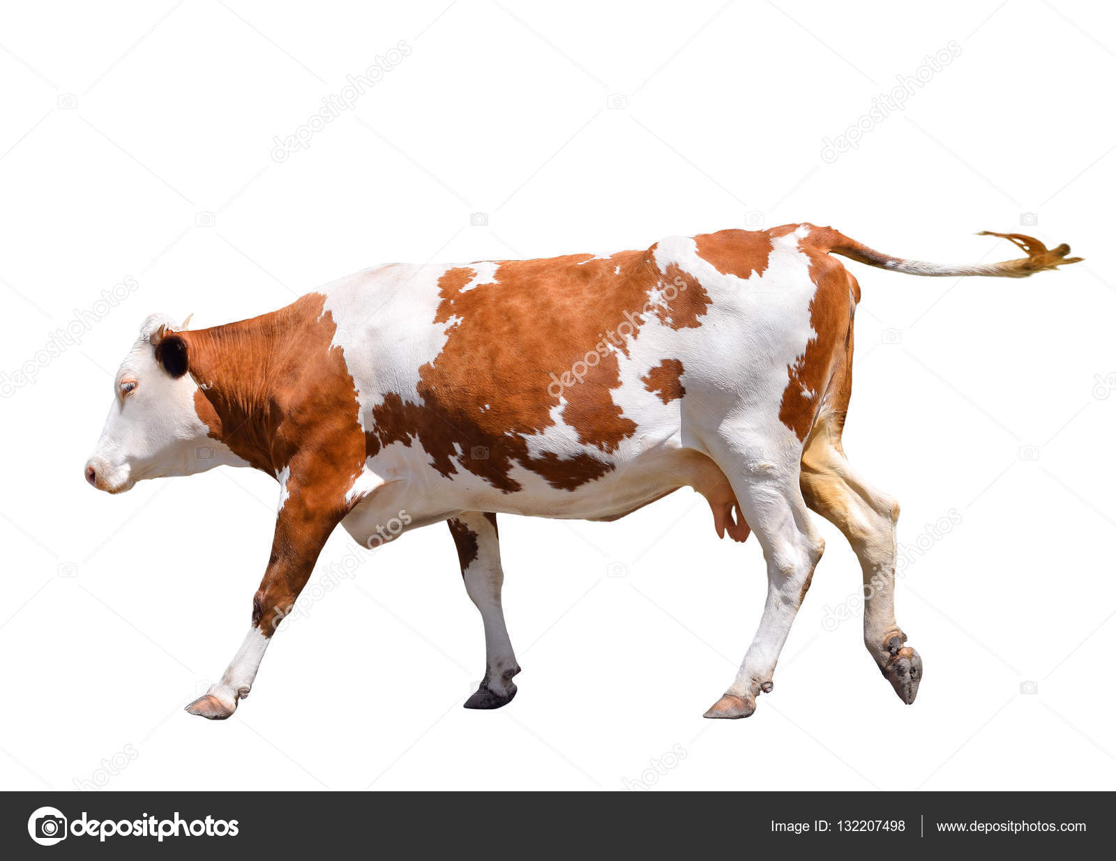 Vaca bonito engraçado isolado em branco. Vaca vermelha saltitante. Vaca ...