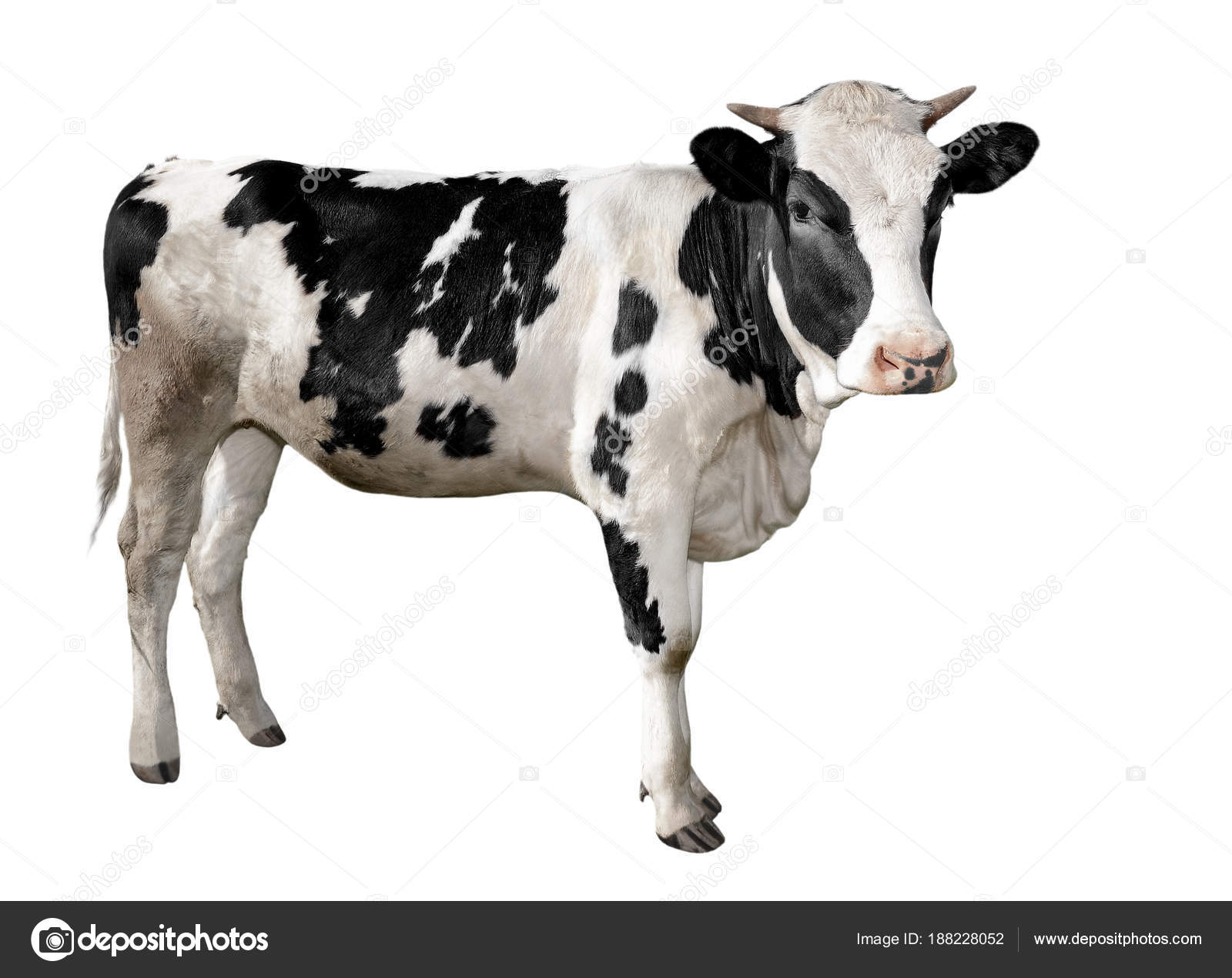 Vache Noire Et Blanche Avec Des Cornes