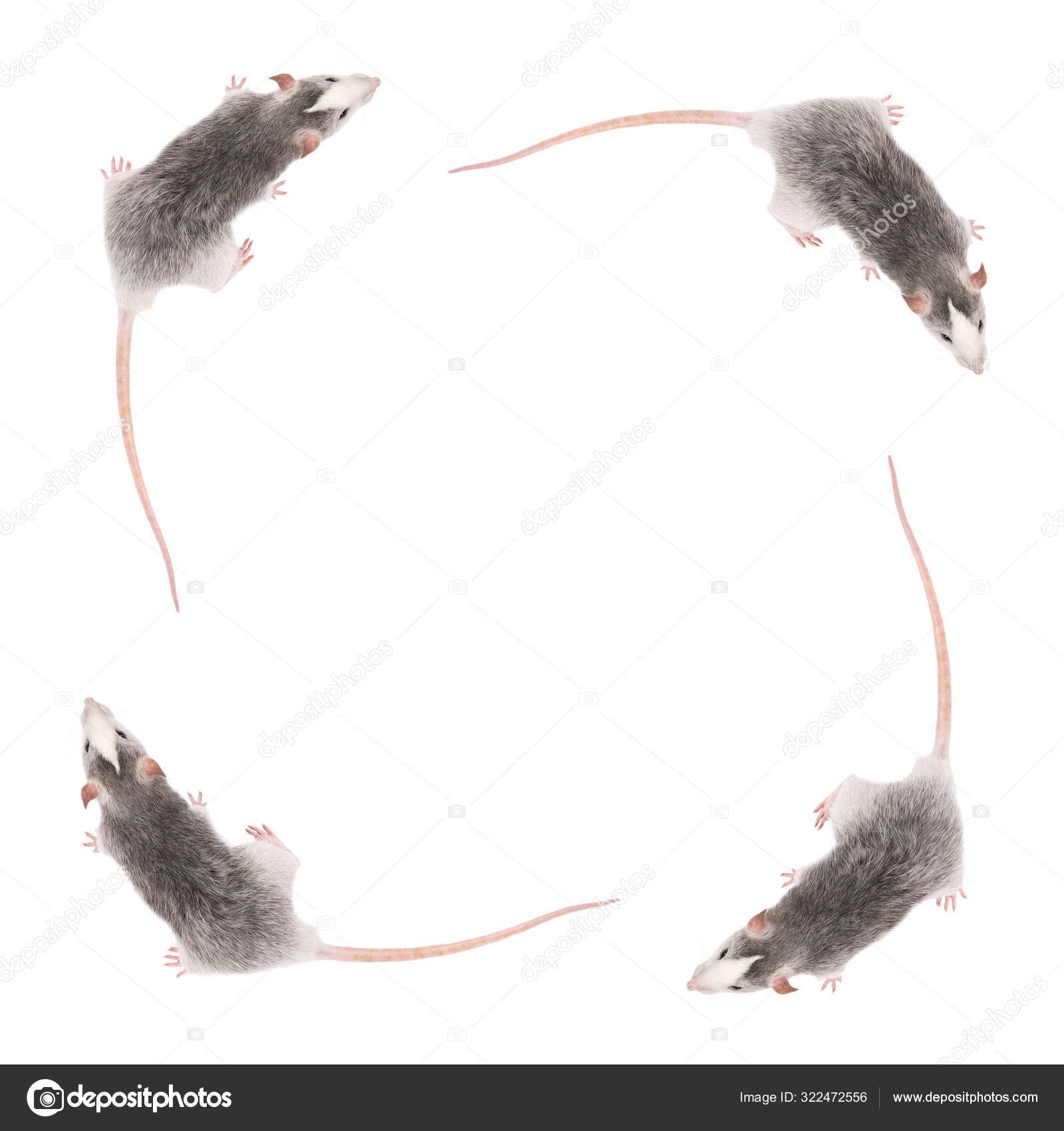Gray Rodents