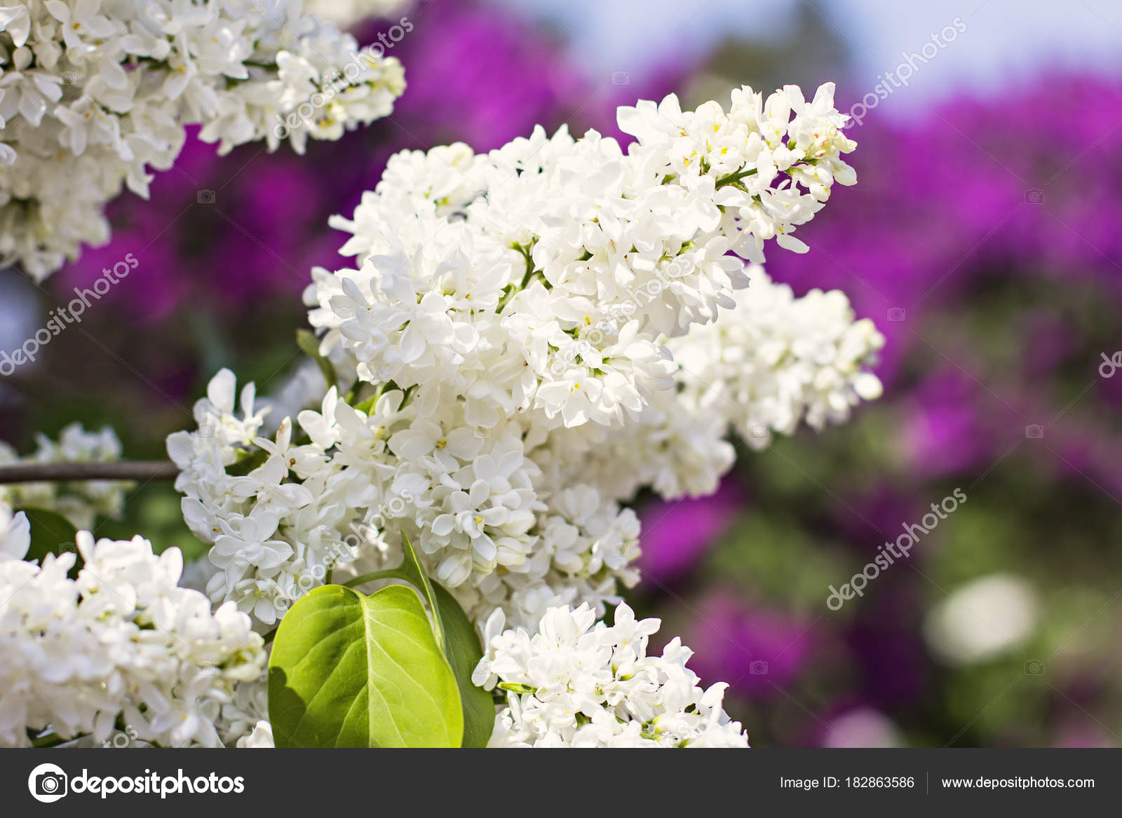 Flowers of lilac tree at spring — Stock Photo © JuliaLototskaya #182863586
