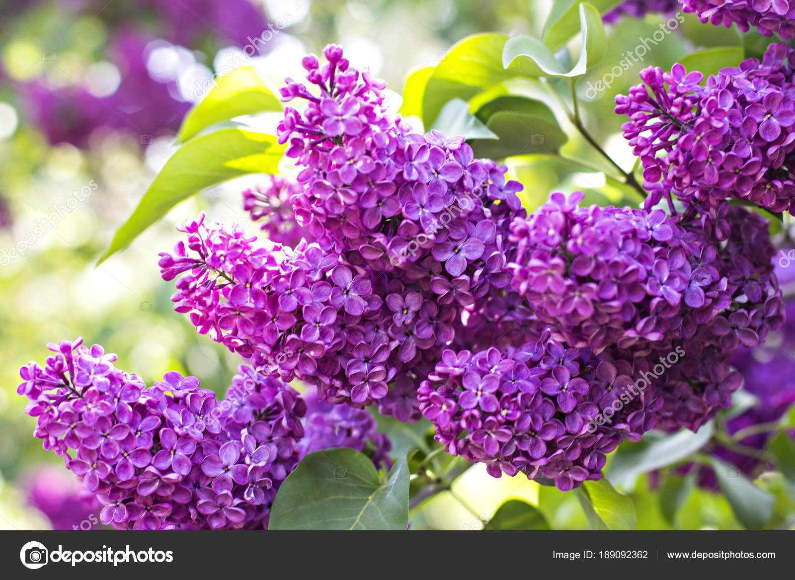 Flowers of lilac tree at spring — Stock Photo © JuliaLototskaya #189092362