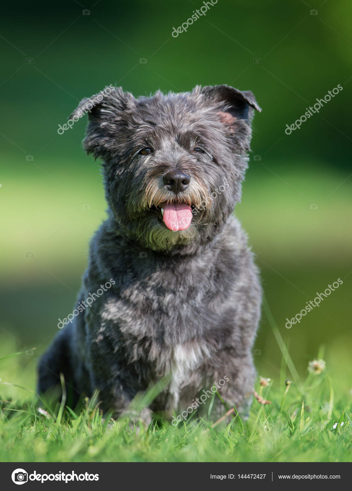 Cairn Terrier Maltese Mix Puppies