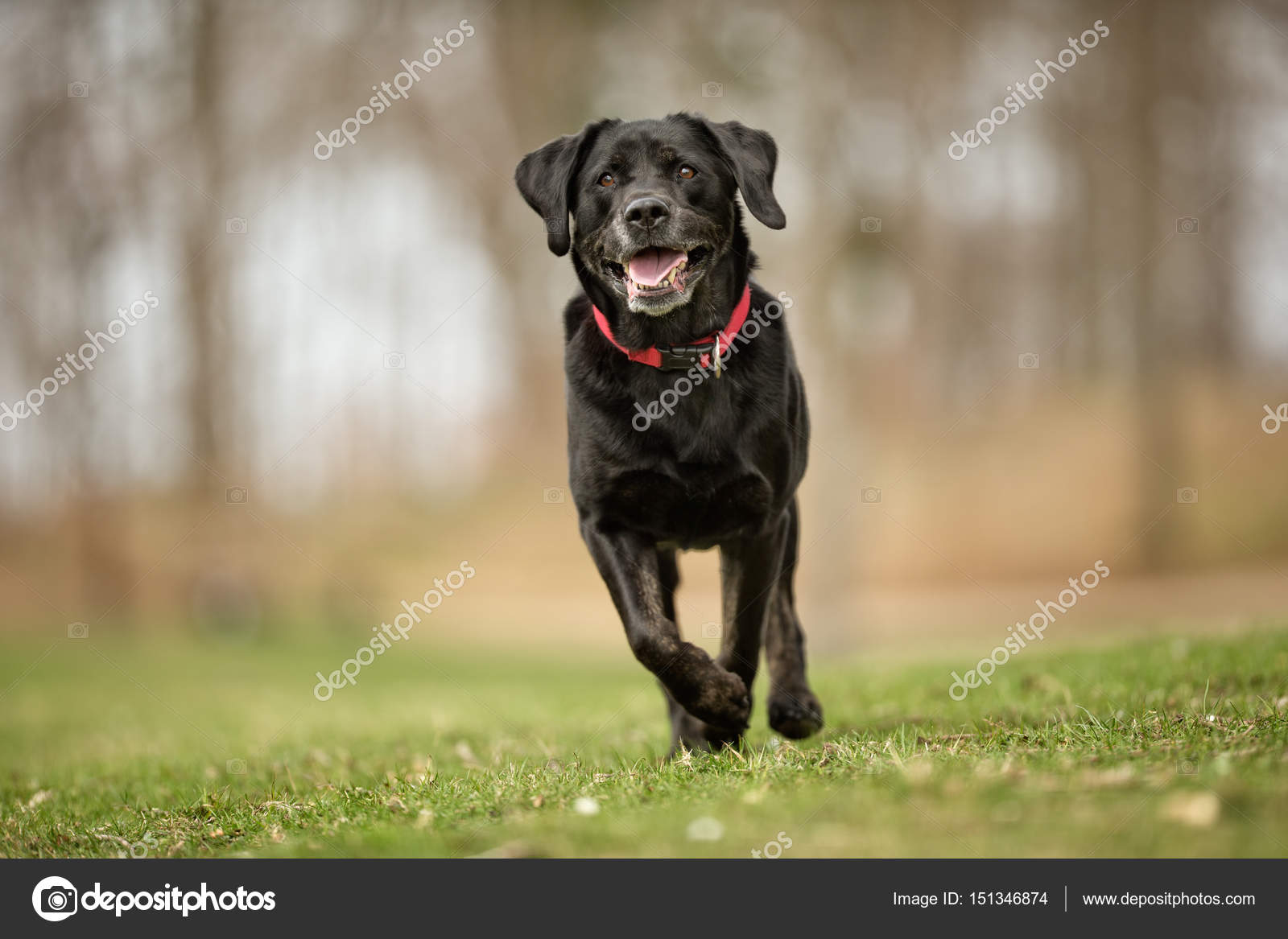 Black labrador retriever Stock Photo by ©Bigandt 151346874
