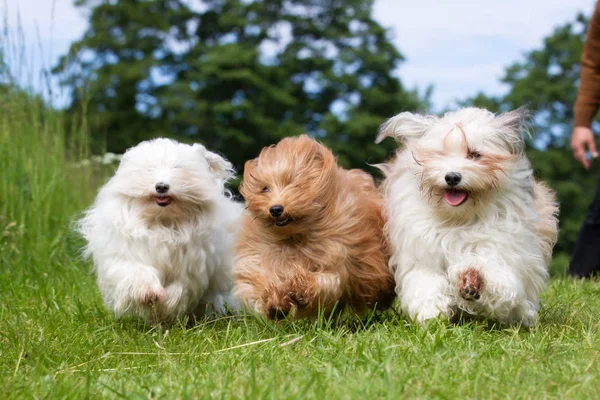 Multiple dogs Stock Photos, Royalty Free Multiple dogs Images ...