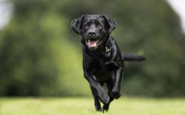 Black Lab Dog Running