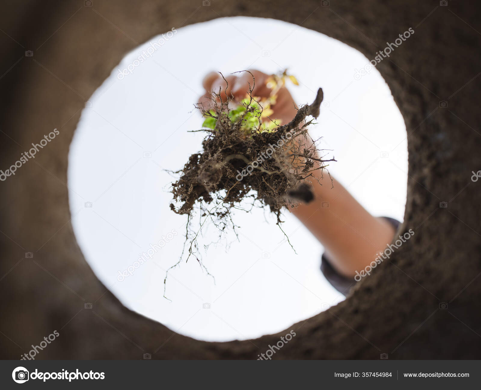 Hand Plants Seedling View Stock Photo by ©Dziurek 357454984