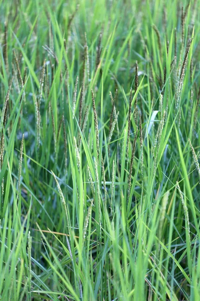 Cucumber grass Stock Photos, Royalty Free Cucumber grass Images ...