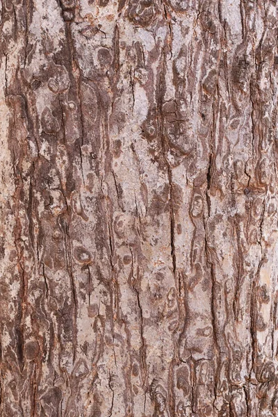 Australijski guma kory Stock Photos, Royalty Free Australijski guma ...