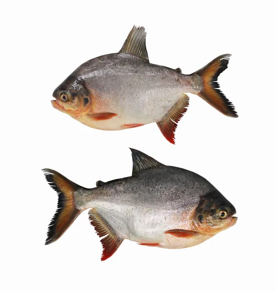 Tambaqui pacu fish Stock Photos, Royalty Free Tambaqui pacu fish Images ...