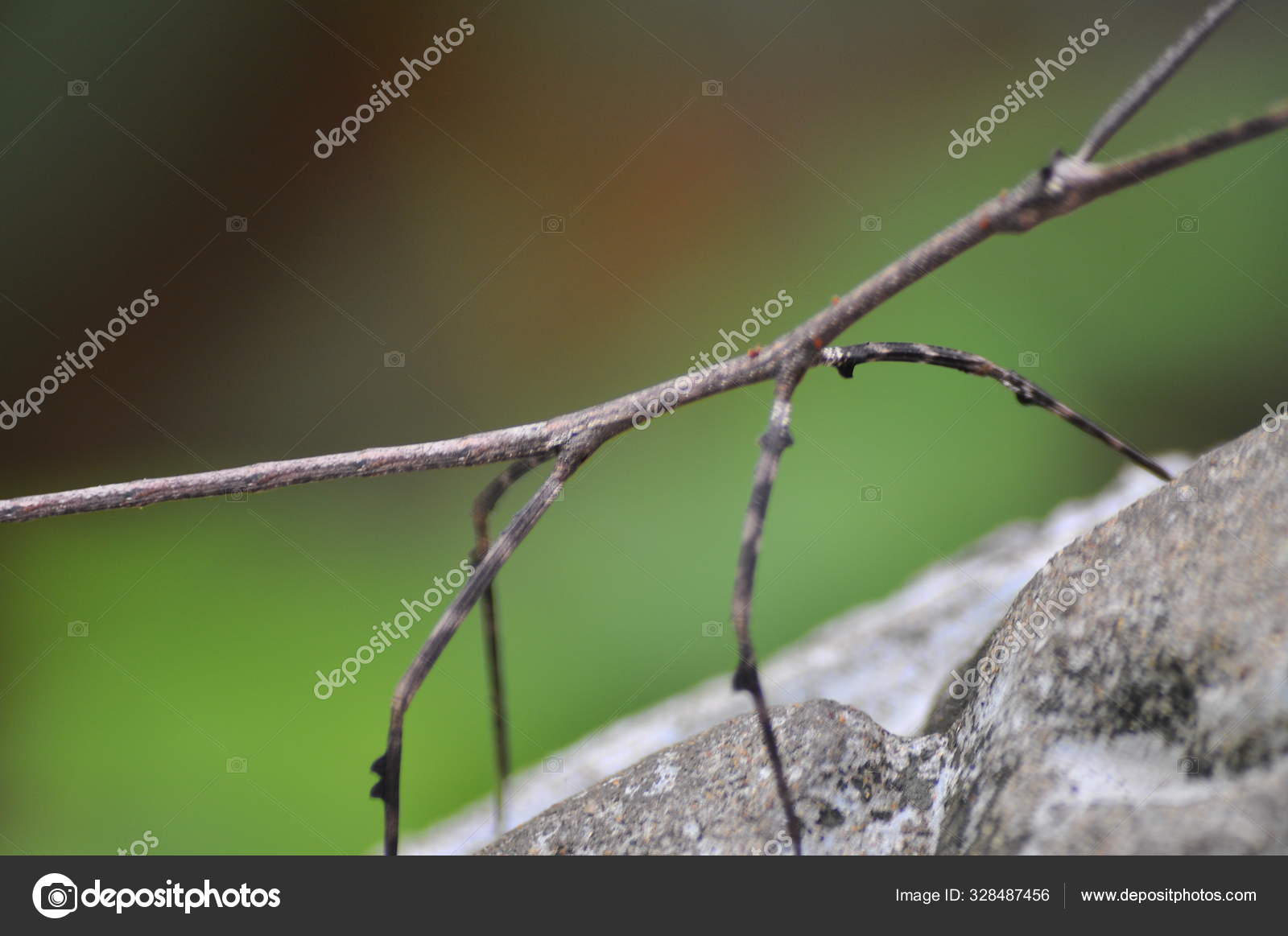Beautiful Stick Insect Cambodia Stock Photo by ©claudiovidri 328487456