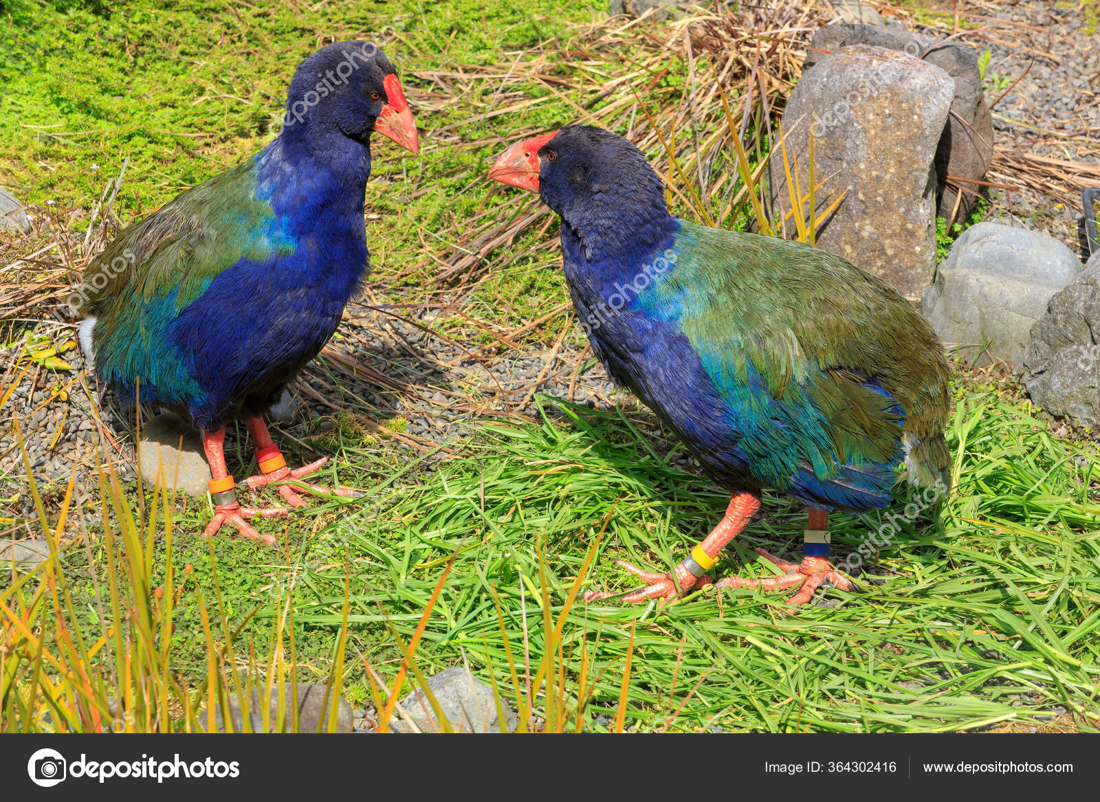 Takahe Bird