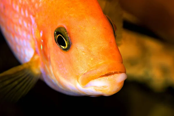 Aquarium fish close-up. cichlid predator with teeth in mouth - Stock ...