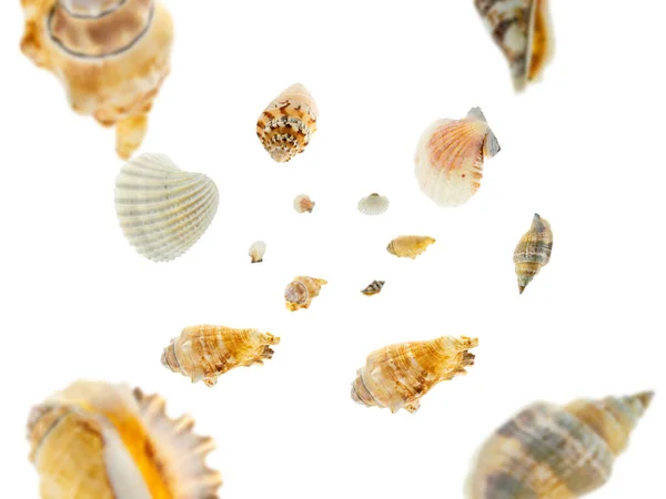 Az shore shells Stock Photos, Royalty Free Az shore shells Images ...