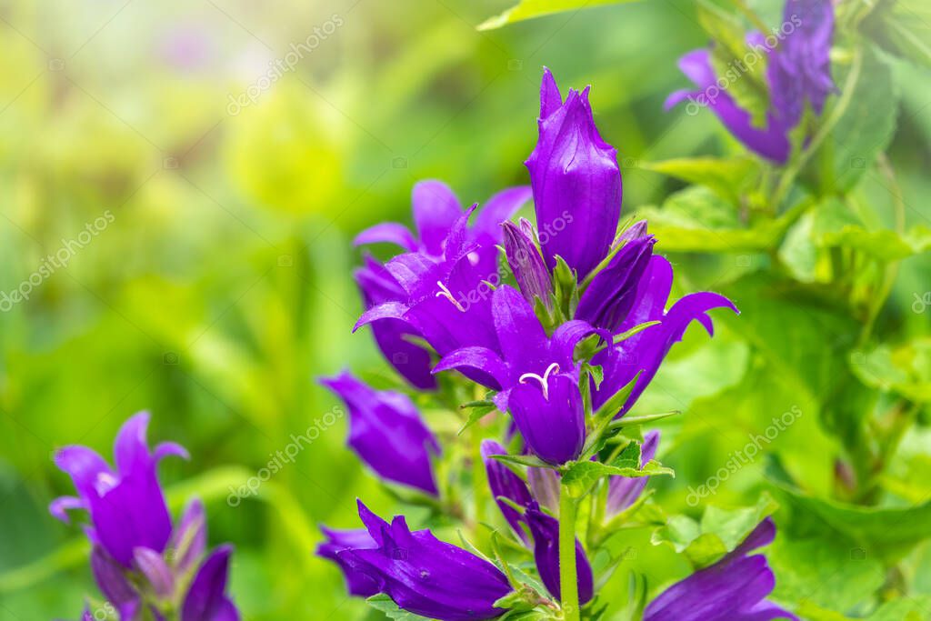 Campanula persicifolia es una especie de planta fanerógama ...