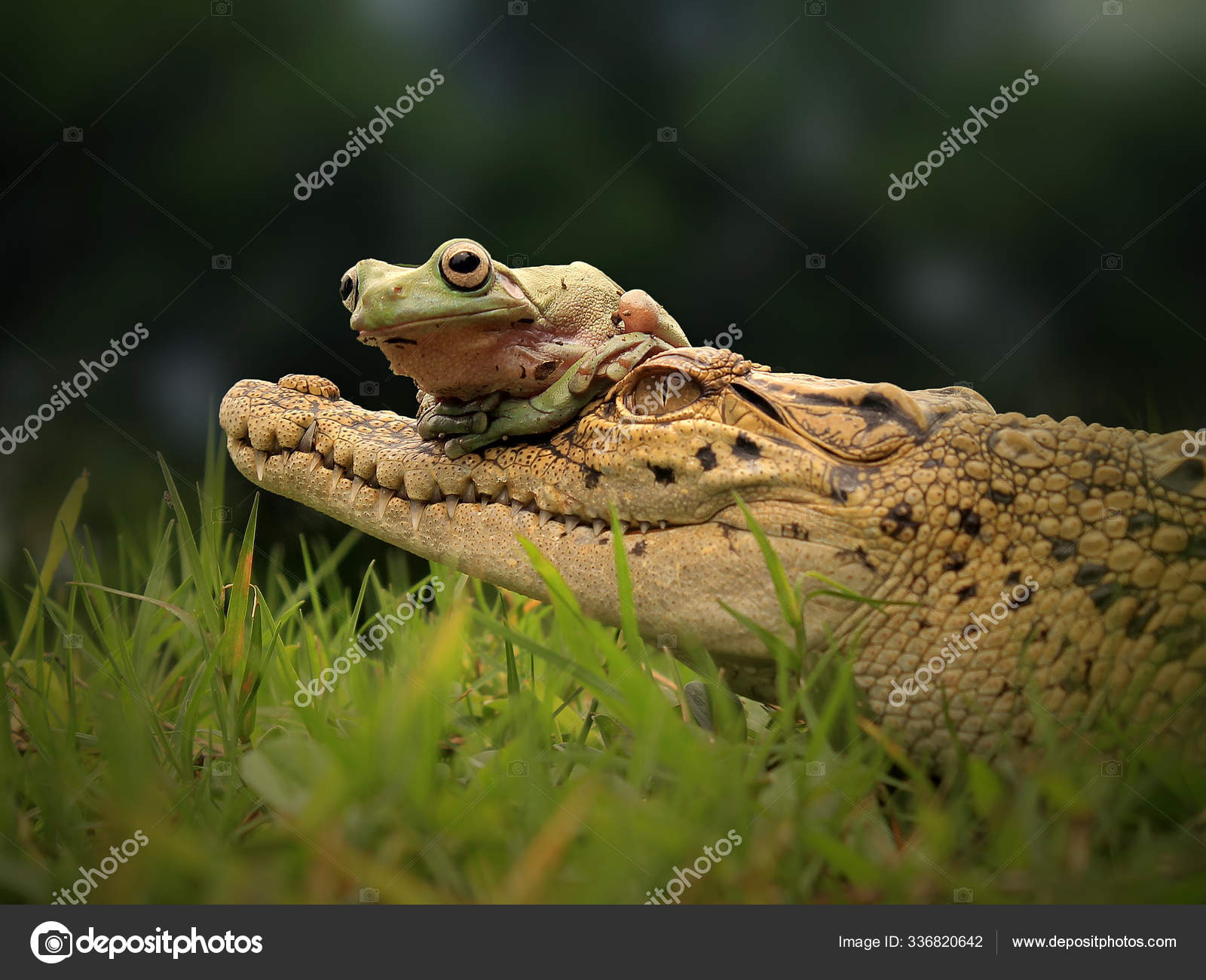 Frog Crocodile Natural Background Stock Photo by ©budi.ccline.gmail.com ...