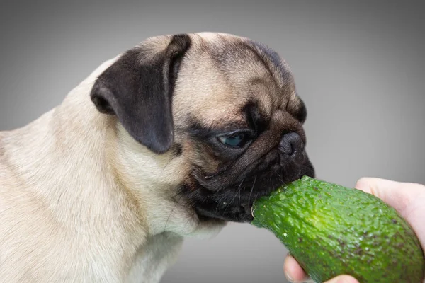 lindo perro pug chica masticando aguacate. El concepto de comida sana y ...