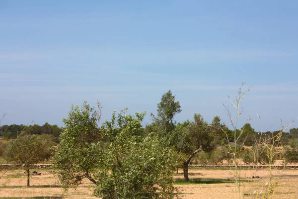 Menorca campo Stock Photos, Royalty Free Menorca campo Images ...