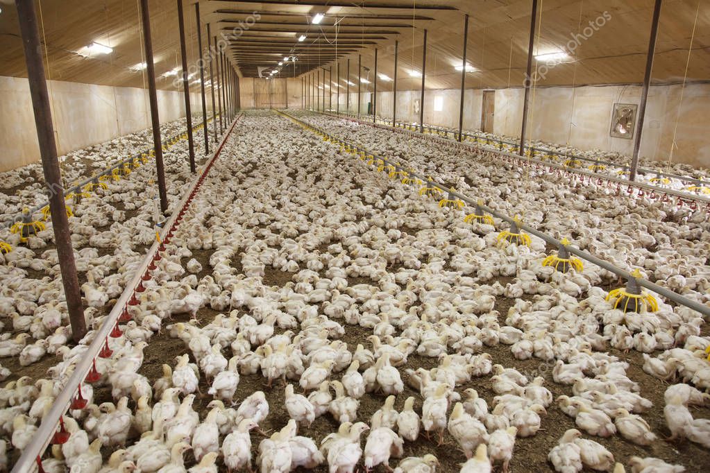Pollitos en la granja de pollos 2022
