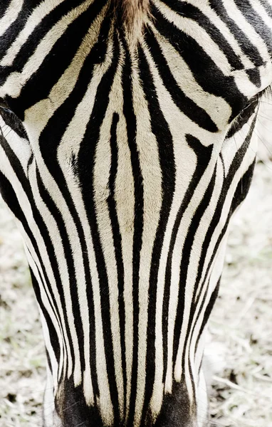 Zebra close-up in profile — Stock Photo © alamourus #26517617