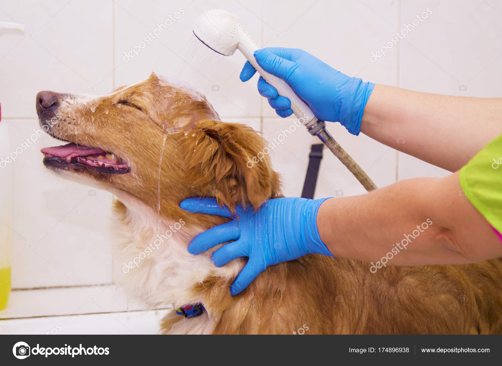Bathing Dog Barber Shop Stock Photo by ©tetxu 174896938