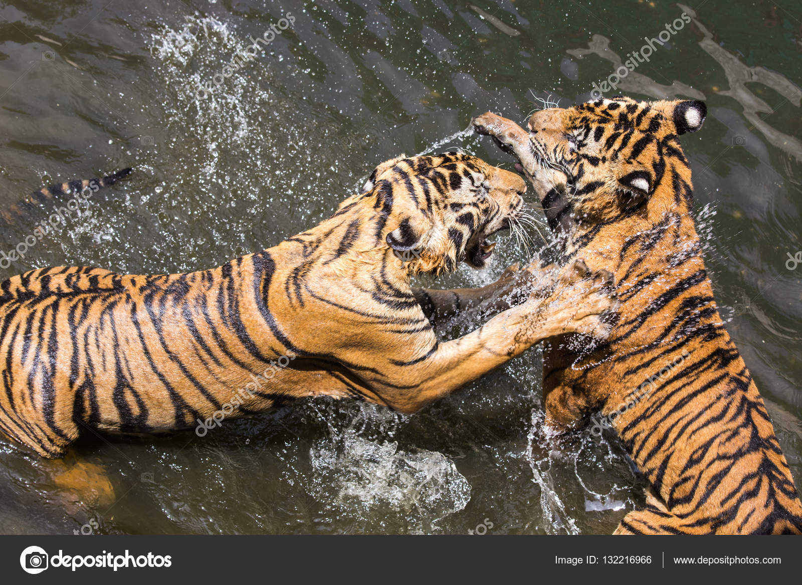 Two Tigers fighting. — Stock Photo © popunderlight #132216966