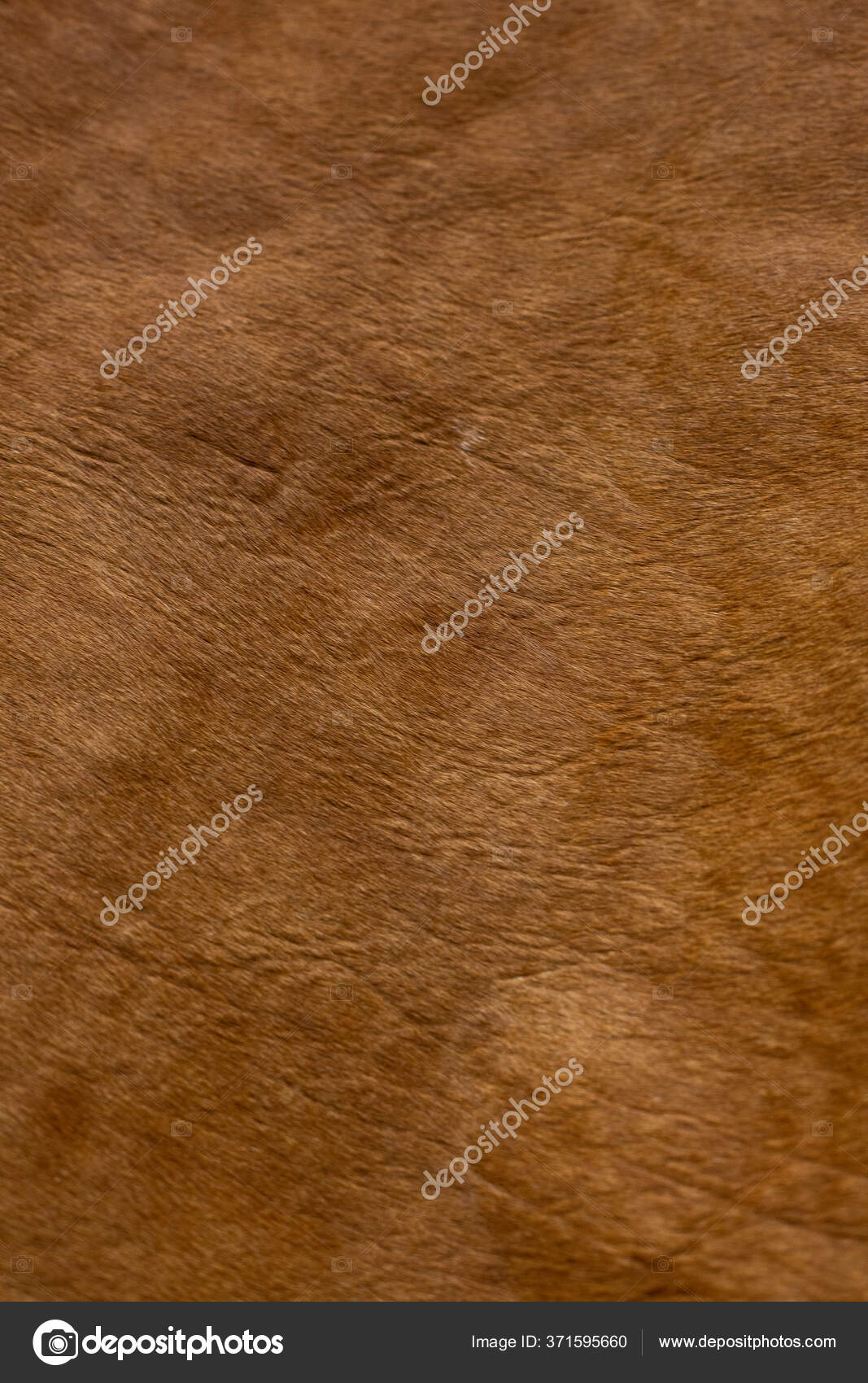 Skin texture of a red cow, closeup. Natural product. — Stock Photo ...