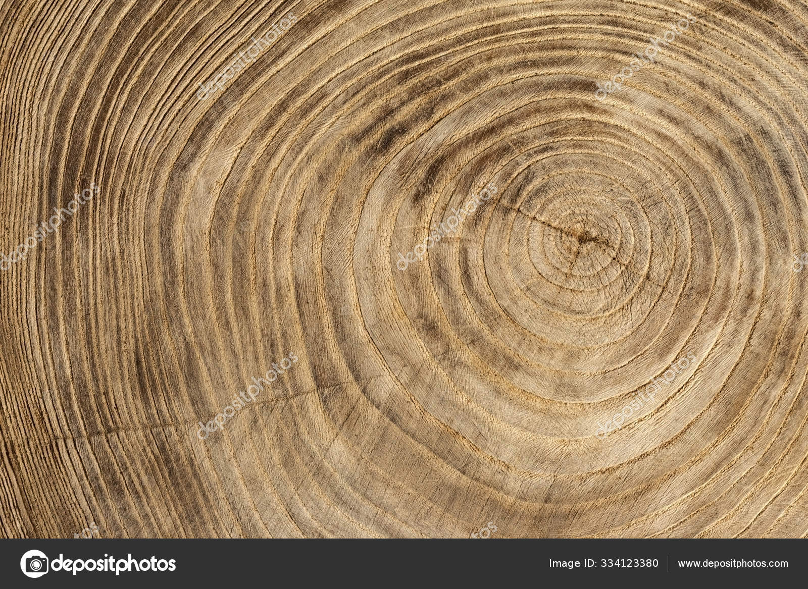 Maple Tree Rings